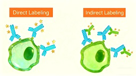 Purified Antibodies for Flow Cytometry: Applications, Validation, and ...