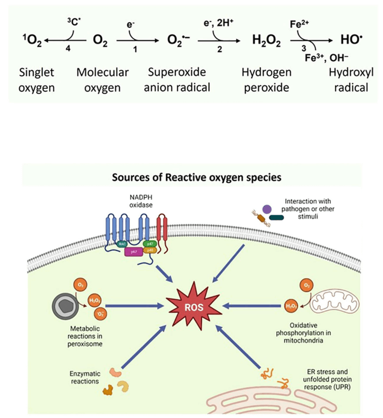 Demystifying ROS Detection: Choosing the Right Method to Unveil ...