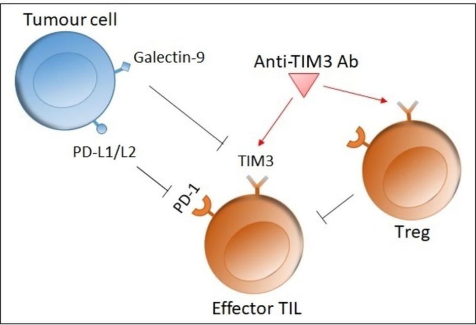 Functional Antibodies for T Cell Activation and Immune Cell Exhaustion ...