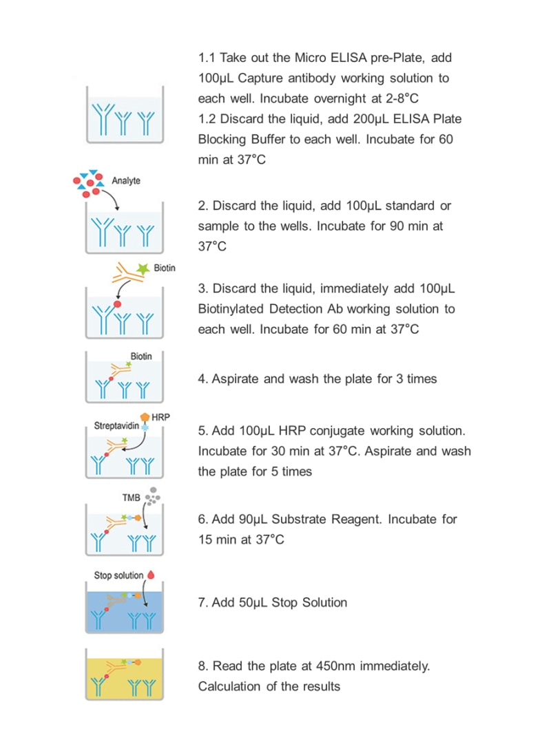 Comprehensive Guide to Uncoated ELISA Kits: Working Principles ...