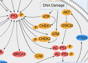 Signaling Pathways for Your Research - Elabscience