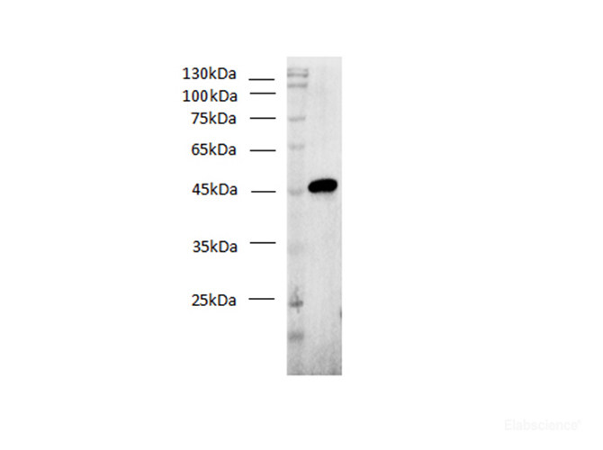 High Affinity and Specificity His-Tag Monoclonal Antibody E-AB-48003 at ...