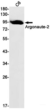 High Affinity and Specificity Recombinant Argonaute 2 Monoclonal ...