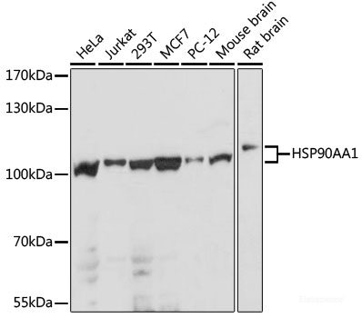 High Affinity and Specificity HSP90AA1 Polyclonal Antibody E-AB-65909 ...