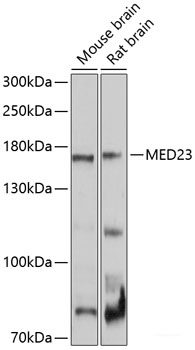 High Affinity and Specificity MED23 Polyclonal Antibody E-AB-90097 at Elabscience.com