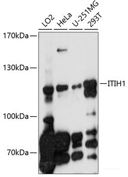 High Affinity and Specificity ITIH1 Polyclonal Antibody E-AB-90254 at ...