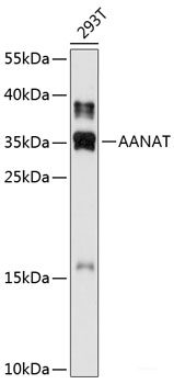 High Affinity and Specificity AANAT Polyclonal Antibody E-AB-90311 at ...