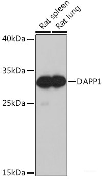 High Affinity and Specificity DAPP1 Polyclonal Antibody E-AB-90654 at ...