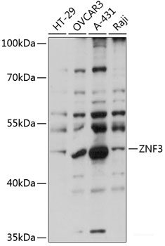 High Affinity and Specificity ZNF3 Polyclonal Antibody E-AB-90826 at ...