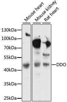 High Affinity and Specificity DDO Polyclonal Antibody E-AB-91127 at ...