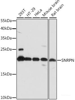 High Affinity and Specificity SNRPN Polyclonal Antibody E-AB-91262 at ...
