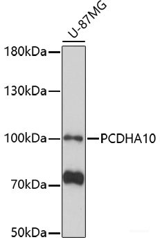 High Affinity and Specificity PCDHA10 Polyclonal Antibody E-AB-91726 at ...