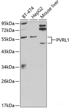 High Affinity and Specificity PVRL1 Polyclonal Antibody E-AB-92228 at ...