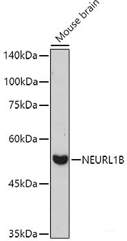 High Affinity and Specificity NEURL1B Polyclonal Antibody E-AB-92257 at ...