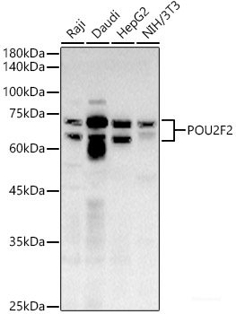 High Affinity and Specificity POU2F2 Polyclonal Antibody E-AB-92337 at ...