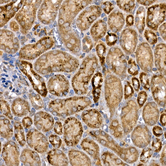 High Affinity and Specificity DVL3 Polyclonal Antibody E-AB-92555 at ...