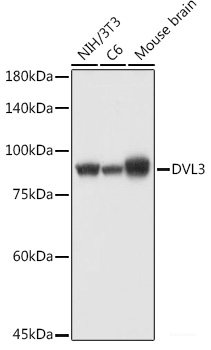 High Affinity and Specificity DVL3 Polyclonal Antibody E-AB-92555 at ...