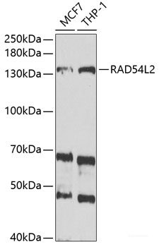 High Affinity and Specificity RAD54L2 Polyclonal Antibody E-AB-92703 at ...