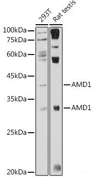 High Affinity and Specificity AMD1 Polyclonal Antibody E-AB-92883 at ...