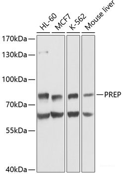 High Affinity and Specificity PREP Polyclonal Antibody E-AB-92996 at ...