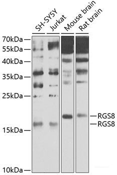 High Affinity and Specificity RGS8 Polyclonal Antibody E-AB-93029 at ...
