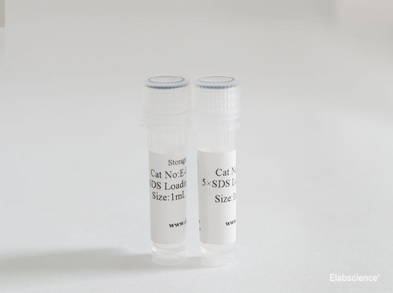 5x Sds Loading Buffer Recipe Dtt | Deporecipe.co